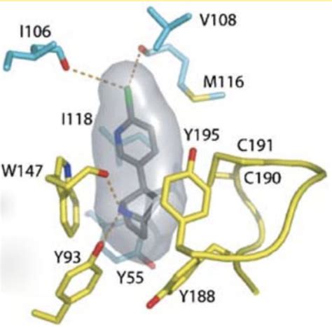 Diagram Of A Achbp Epibatidine Quizlet