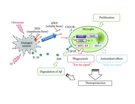 Model Of The Role Of Neuronal Chemokine Fkn And Neuronal Cytokine