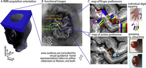Acquisition And Analysis Methods For Measuring The Laminar And Columnar Download Scientific