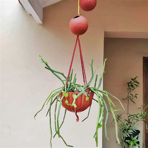 How To Grow And Care For Cissus Quadrangularis