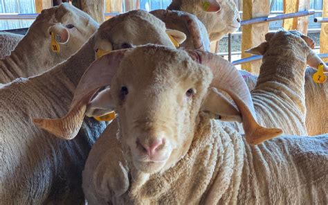 Use Of The Eazi Breed Sheep Cidr In Spring Mated Ewes