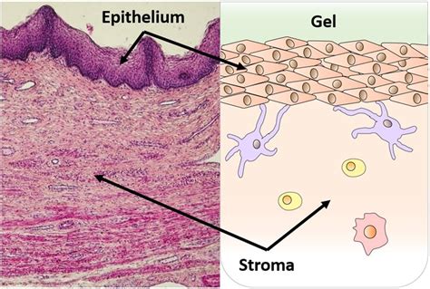 Structure Of Vaginal Mucosa Histology Of The Vaginal Mucosa Depicting