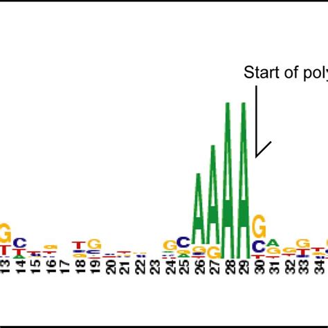 A Sequence Logo Showing The Putative Polyadenylation Sequence For