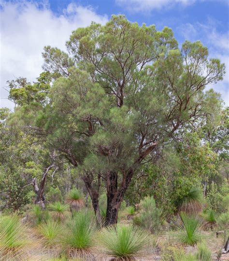 Allocasuarina Fraseriana Common Sheoak Honkey Nuts