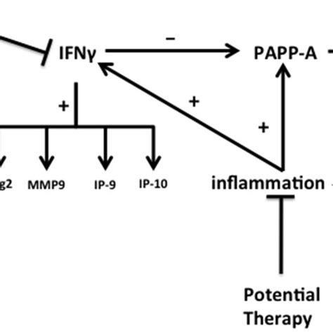 Ang1 And Ang2 Function And Regulation Ang1 And Ang2 Control