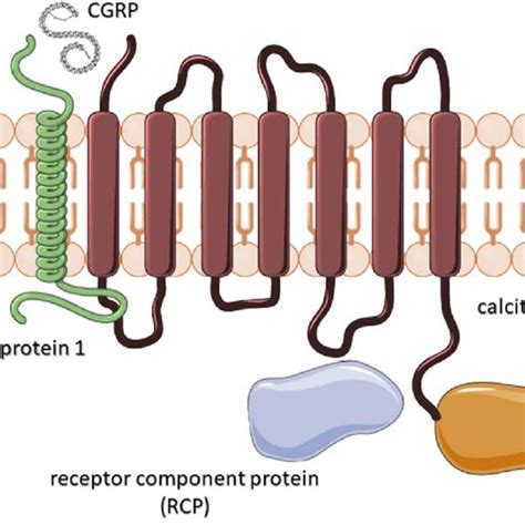 Schematic Representation Of The Cgrp Receptor Complex Download