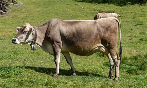 Mandtc Considers Permits For Residential Livestock Rearing Ncn Guyana