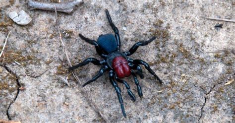 Top 20 Největší Pavouci V Čr A Ve Světě Hobbiocz