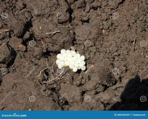 Slug Eggs On The Sunlight Stock Image Image Of Detail 289342429