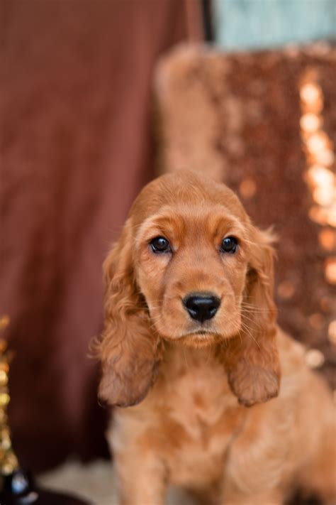 Fantastic Cocker Spaniels Kellys Kennels