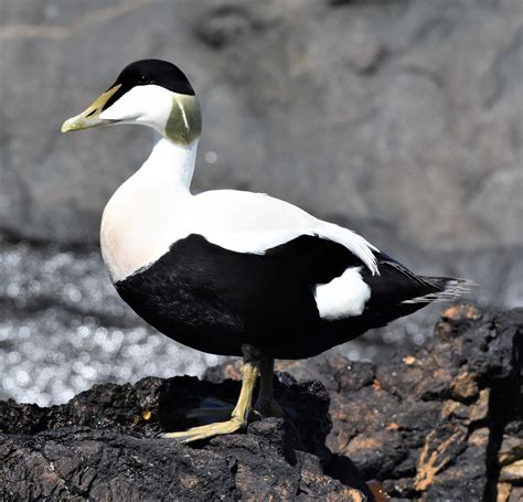 Andrew Robin Photography Eider Duck Male