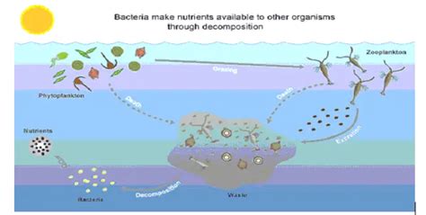 Microorganisms And Their Application In Biotechnology Past Papers Inside