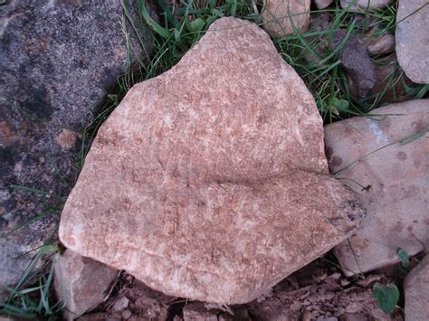 Coral In Weathering Limestone Uk Fossil Collecting