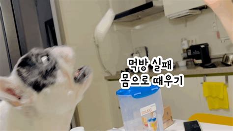 귀여움과 묘기로 승부한다 Youtube