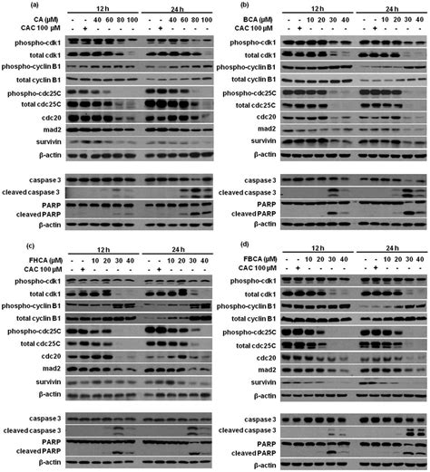 Dose Dependent Effect Of A Ca B Bca C Fhca And D Fbca On Cell