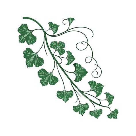 Creative Maidenhair Vine Design 57606474 Vector Art At Vecteezy