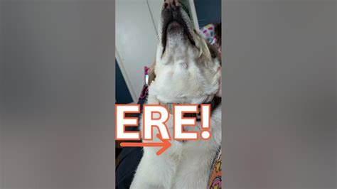 Sometimes She Just Needs Some Redirecting But She Gets It Eventually