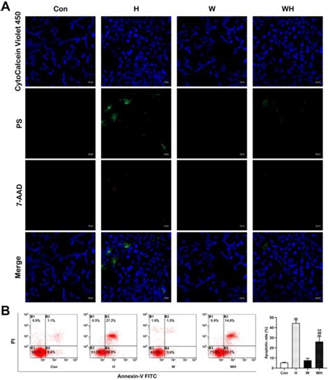 Wa Attenuated Cardiomyocyte Apoptosis After Acute Hypoxia A Download Scientific Diagram