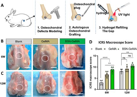Gross Evaluation Of The Osteochondral Repair By Mosaicplasty Surgery In Download Scientific