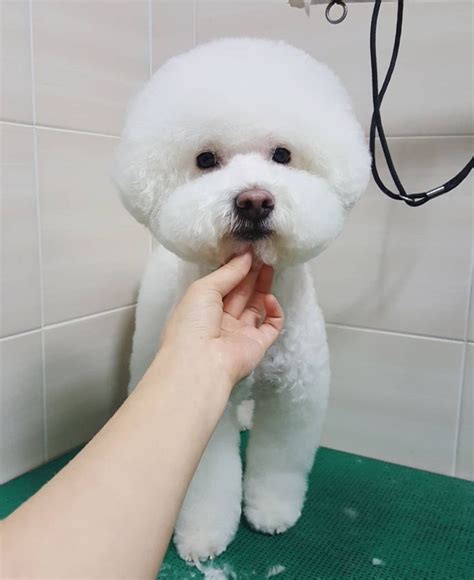 Grooming Canine Grooming Dog Grooming Salons Poodle Grooming Canine