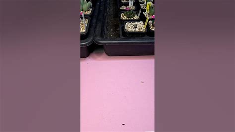 미쪼다육 라이브 다육판매영상 다육판매방 다육판매하는곳 다육이 다육이를부탁해 다육이판매영상 다육이라이브 다육이화분 선인장 코덱스 코노피튬 Youtube