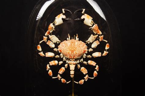 Deconstructed Mosaic Reef Crab Lophozozymus Pictor Under Antique