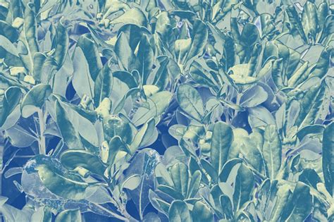 식물 배경은 금속 녹색 톤의 육즙이 많은 잎을 가진 어린 식물을 많이 만들었습니다 복사 공간이 있는 창의적인 레이아웃 0명에 대한 스톡 사진 및 기타 이미지 Istock