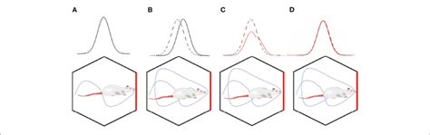 The Mechanism Of Boundary Cells Correcting Spatial Cognitive Errors