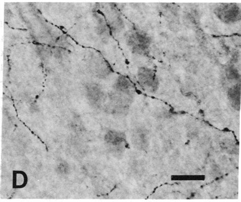 serotonergic axons in si pmbsf at p6 a laminar distribution of