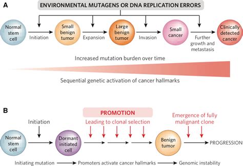 A The Sequential Mutation Model For Cancer Development Compatible With Download Scientific