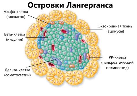 РАК ПОДЖЕЛУДОЧНОЙ ЖЕЛЕЗЫ причины симптомы виды стадии и прогноз