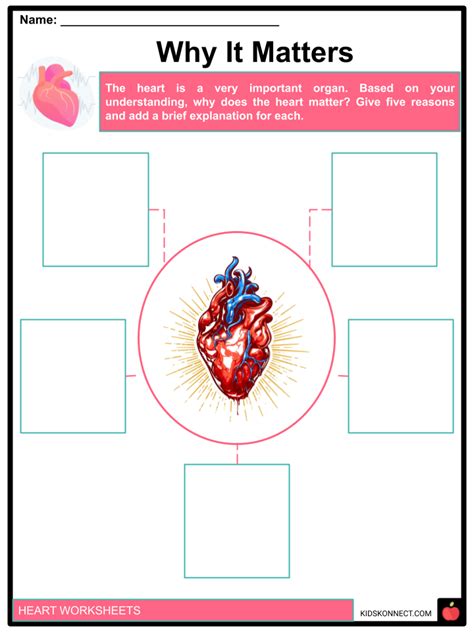 Human Heart Worksheets The Crafty Classroom Worksheets Library