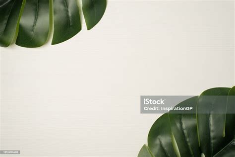 카피 스페이스와 나무 흰색 배경에 모서리에 두 녹색 야자수 잎의 상단 보기 사진 0명에 대한 스톡 사진 및 기타 이미지 0명 계절 꽃 식물 Istock