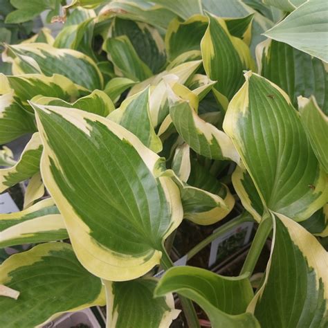 Hosta Hybrid Krossa Regal Funkia
