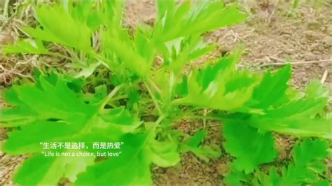 生活不是选择，而是热爱！ Youtube