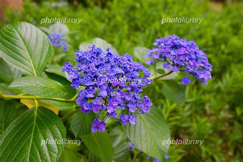 Photolibrary