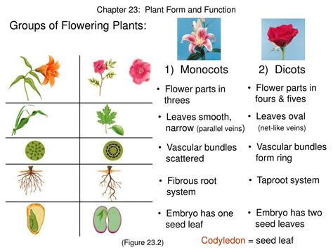 PPT Chapter 23 Plant Form And Function PowerPoint Presentation Free Download ID 3029605