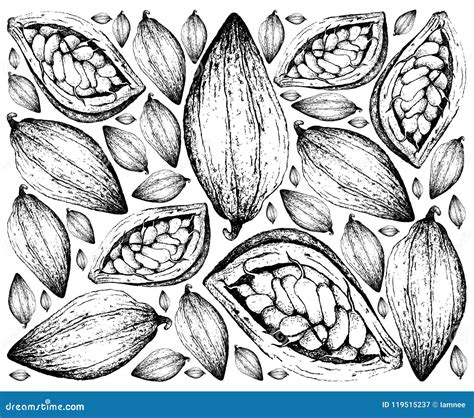 Pod Of Theobroma Cacao With Cocoa Bean Inside As Aromatic Chocolate