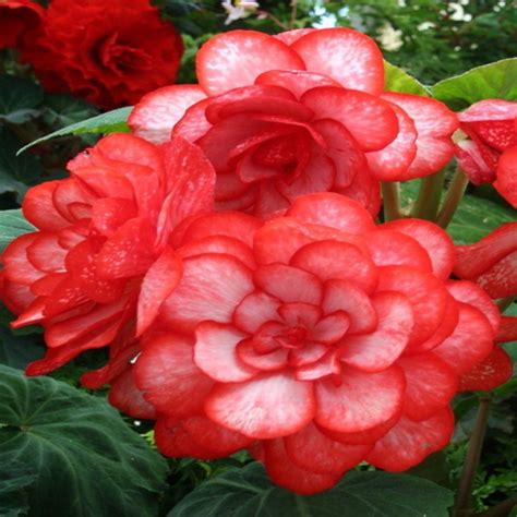 Red Begonia Flower Seeds Mckenna Seeds