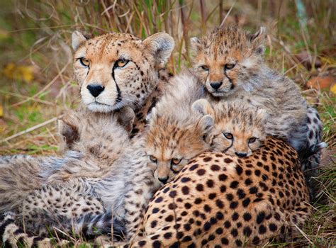 Female Cheetah And Cubs Photograph By Colin Carter Photography Pixels