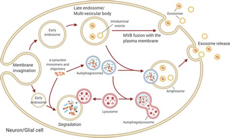 Parkinsons Disease Cell Tissue Technology