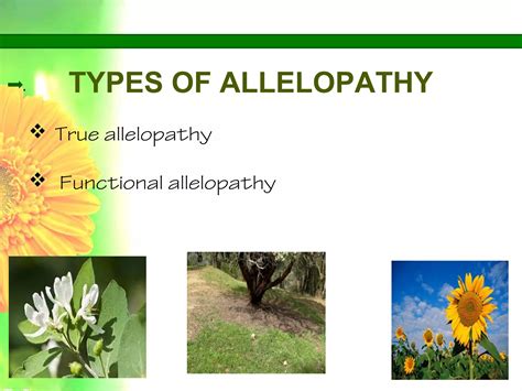 Poonam Allelopathy A Tool For Weed Mgt Ppt Agriculture Industries