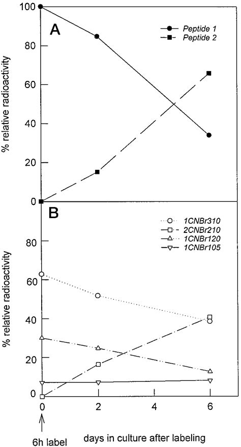 Densitometric Measurement Of [ 35 S]sulfate Radiolabeled Aggrecan Core