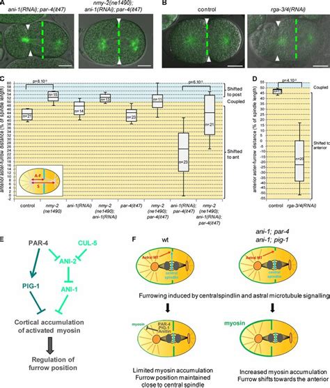 Myosin Up Regulation Leads To Furrow Mispositioning AD Furrow And