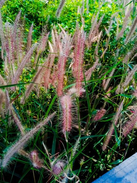There Are Many Beautiful Hairy Flowers On The Outskirts Of Toll Roads