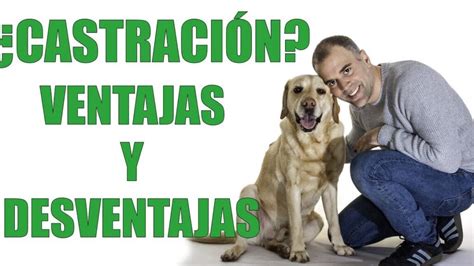 Castrar A Un Perro Macho Ventajas O Desventajas Desventajas Org
