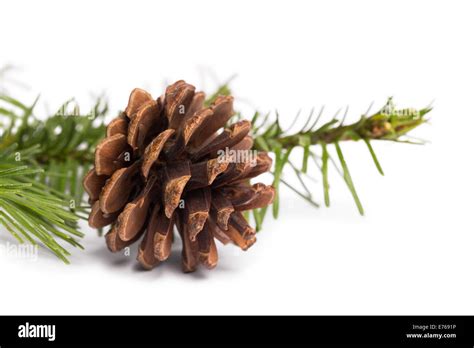Fir Cone Cut Out Hi Res Stock Photography And Images Alamy