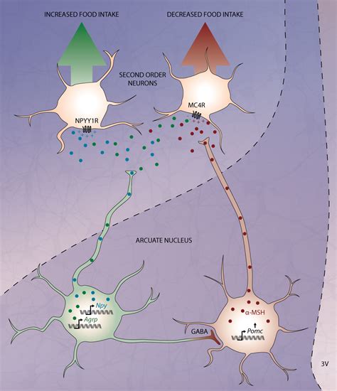 Npy Agrp And Pomc Neurons Cecilie Hundahl