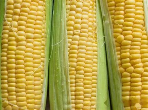 玉米种植指南：从种子到收获，全方位解析玉米种植技巧与时间 知乎