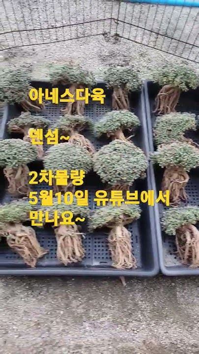 대물 덴섬다육 다육이 다육식물 Youtube